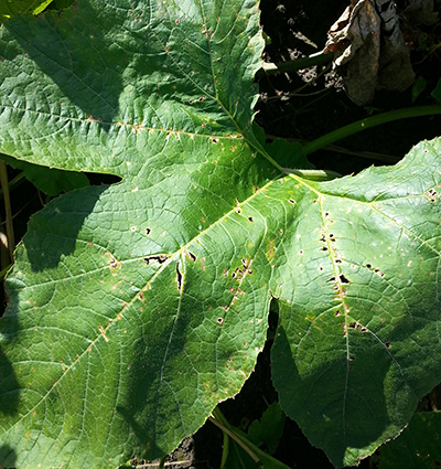 Bacterial diseases of pumpkins: An old enemy and an emerging bacterial disease - MSU Extension